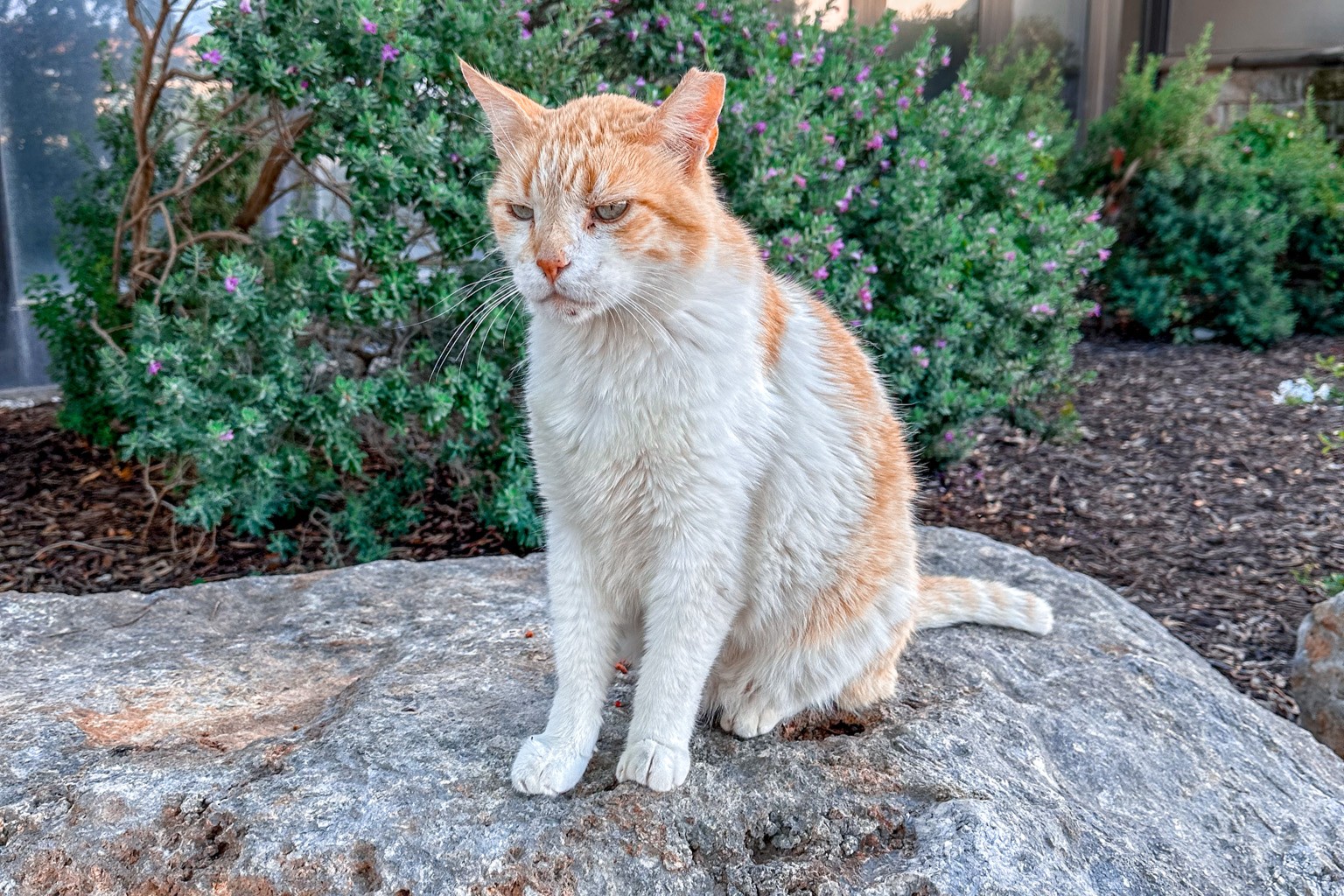 UTSA vigil honors beloved 'Chap Cat' Harry, missing from campus