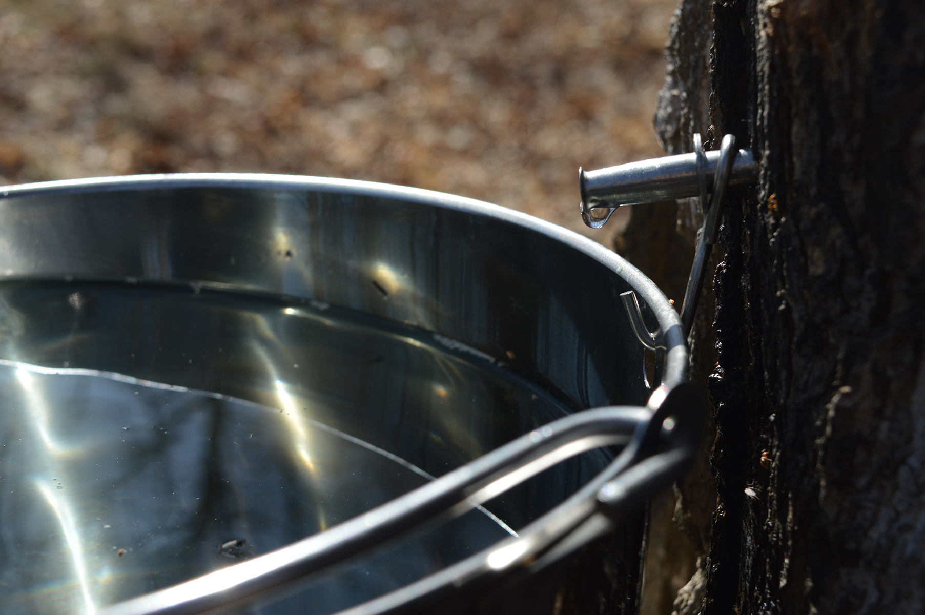 Chippewa Nature Center to host Maple Syrup Day