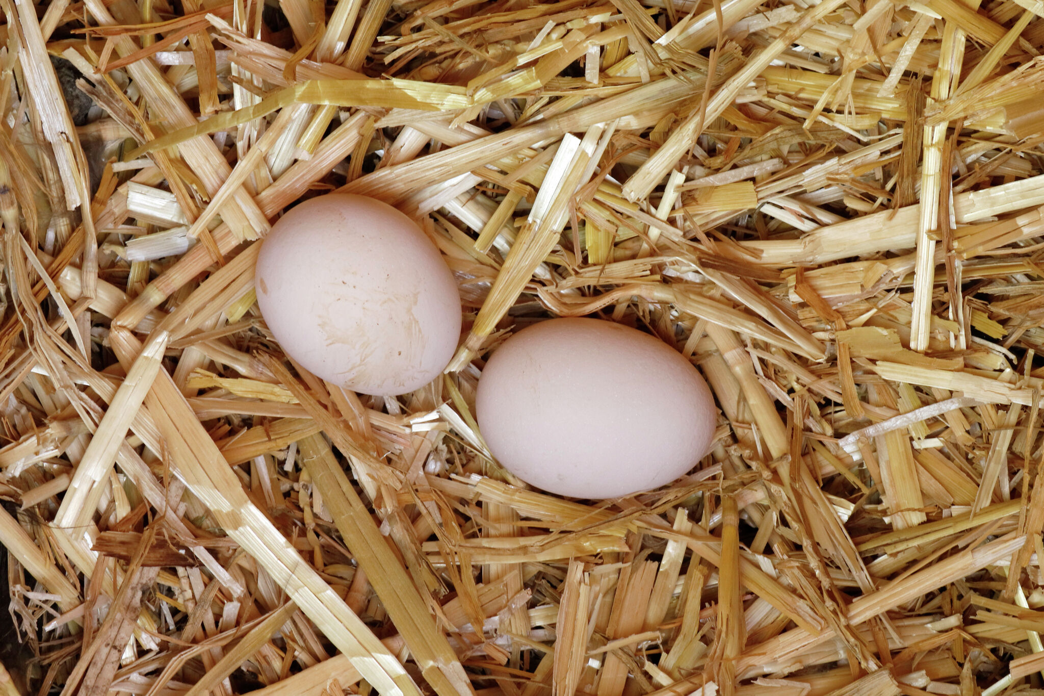 USDA unveils $1B plan to combat bird flu and lower egg prices