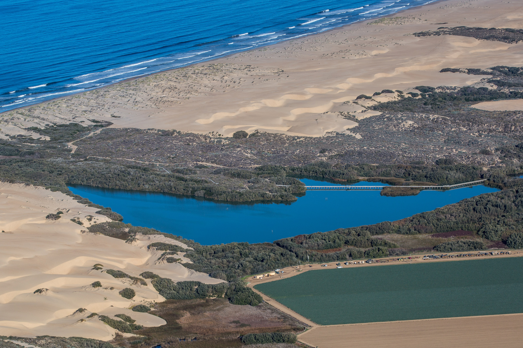 Newly discovered California species is already endangered