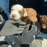 Who did the 'Be Someone,' 'Toeflop' graffiti in Houston?