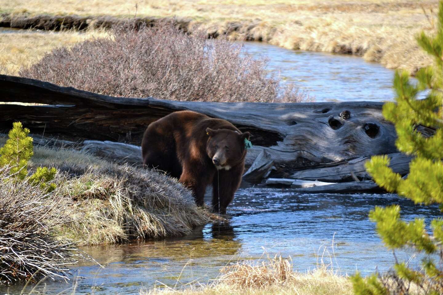 Yosemite rangers warn of bears spotted in campgrounds and picnic areas