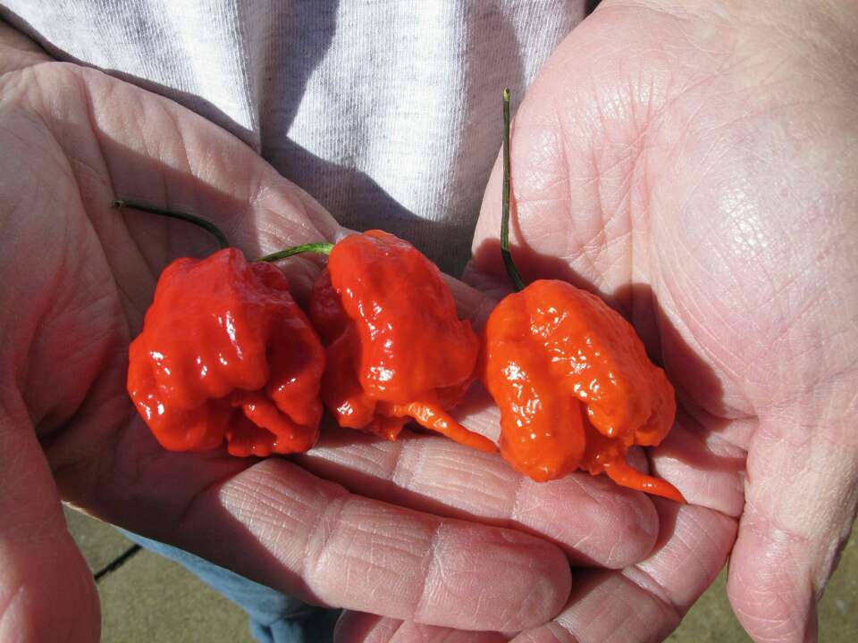 Spicy Carolina Reaper Taco back at Texas DQs for a limited time.