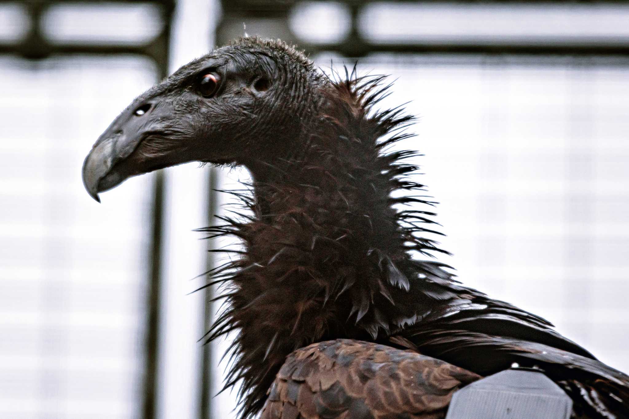 Youngest California condor in flock killed by lead poisoning