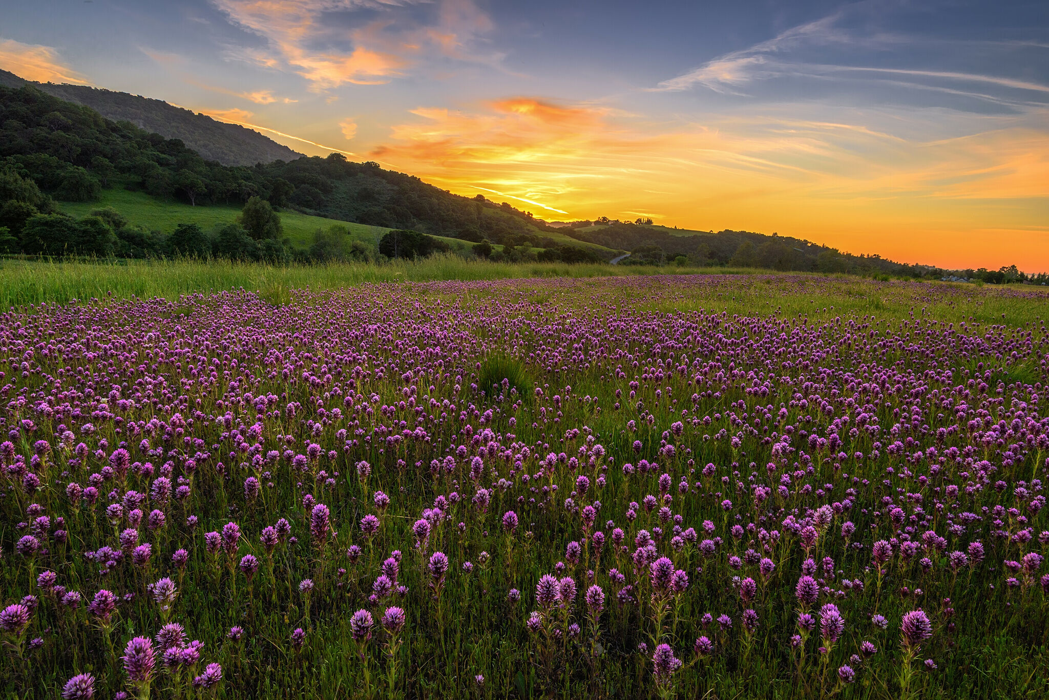 The Bay Area hike named after company that Californians despise