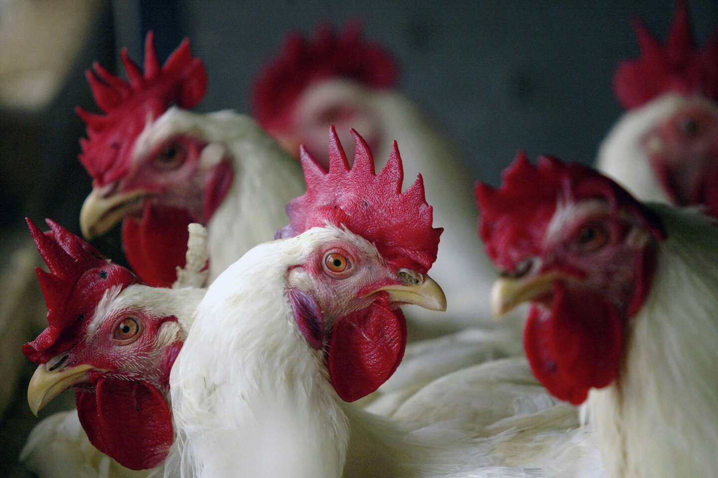 Nearly 85% of all California bird flu cases have been in this region