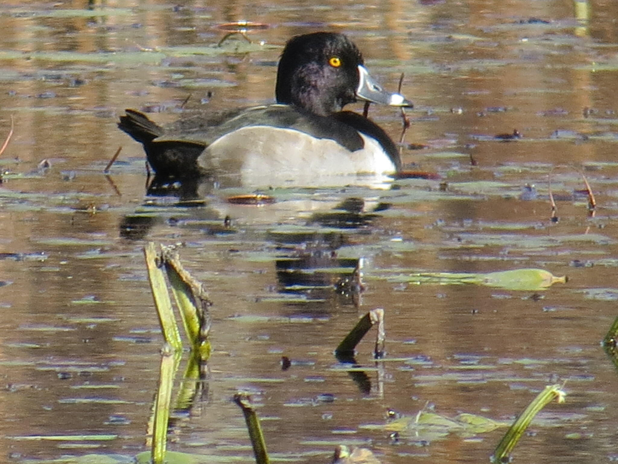 Bird watching in CT: 500 ring-necked ducks spotted in Southbury