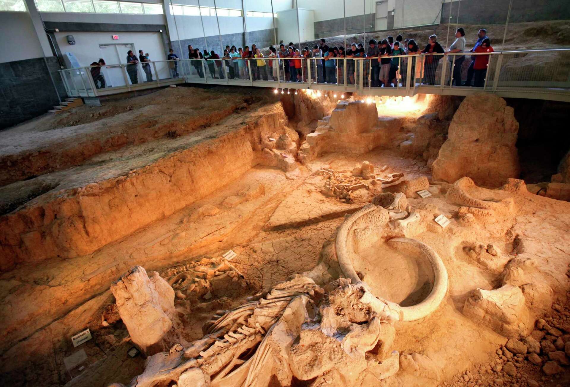 Mammoth tusk found at O2 Ranch in West Texas shocks scholars