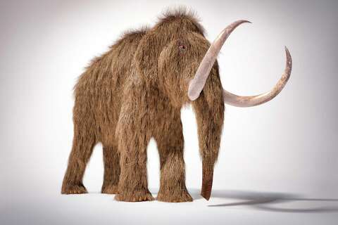 Mammoth tusk found at O2 Ranch in West Texas shocks scholars