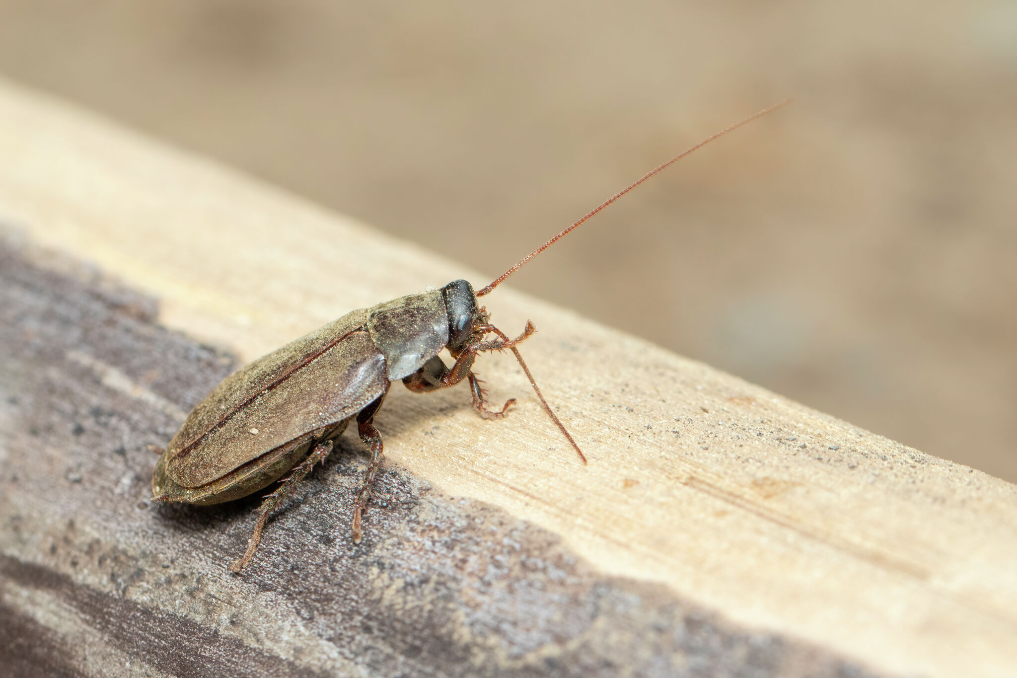 Odd news: Cockroach milk dubbed as nutrient-rich superfood option