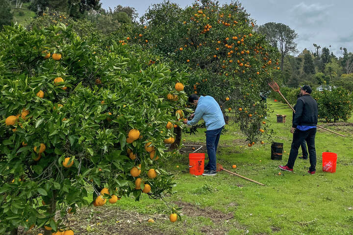 In LA's wealthiest ZIP code, a historic orange grove feeds the city