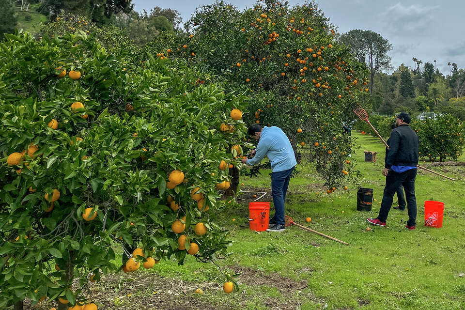 In LA's wealthiest ZIP code, a historic orange grove feeds the city