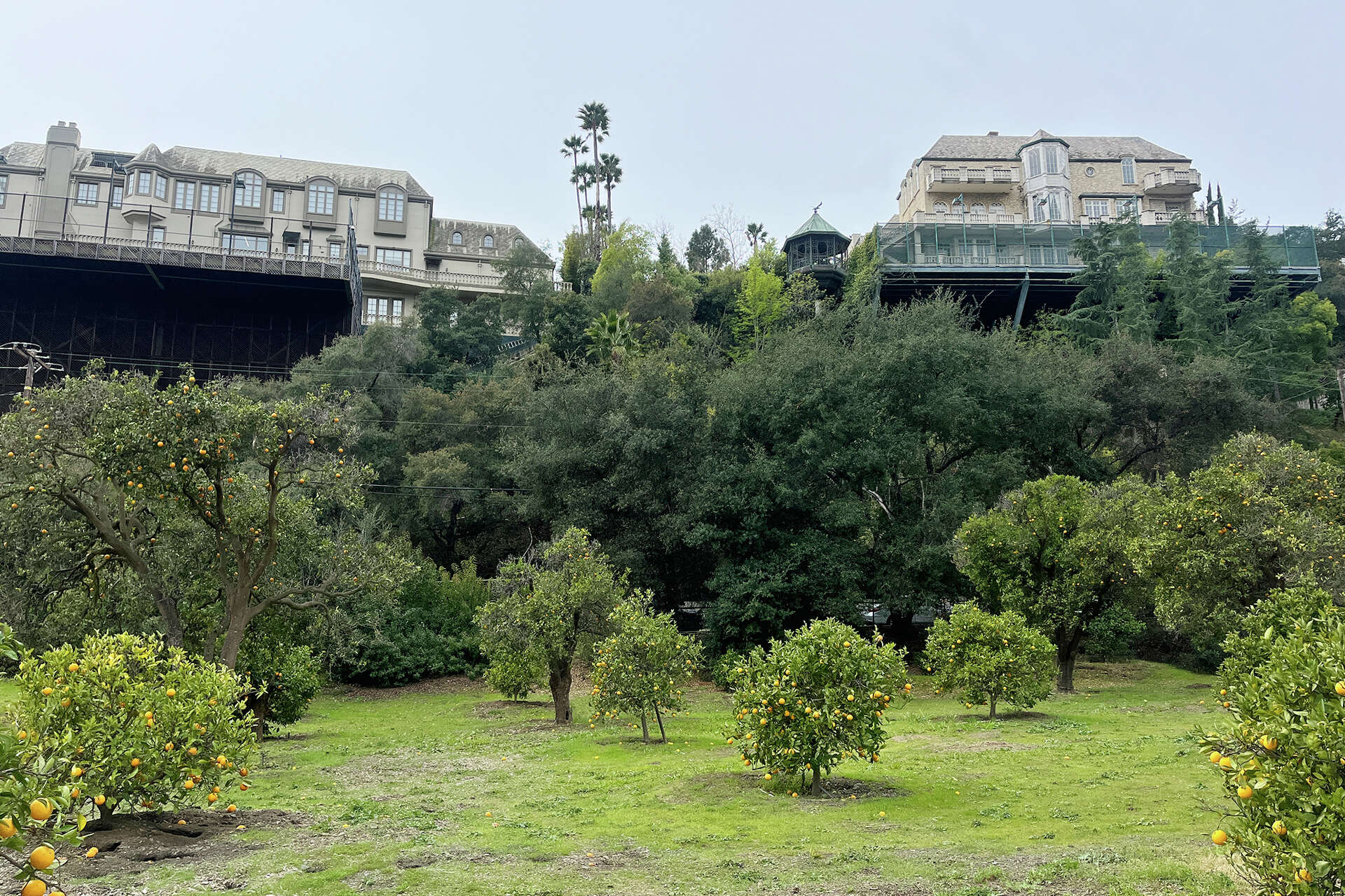 In LA's wealthiest ZIP code, a historic orange grove feeds the city