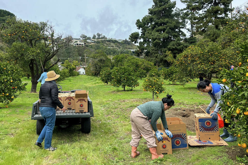 In LA's wealthiest ZIP code, a historic orange grove feeds the city