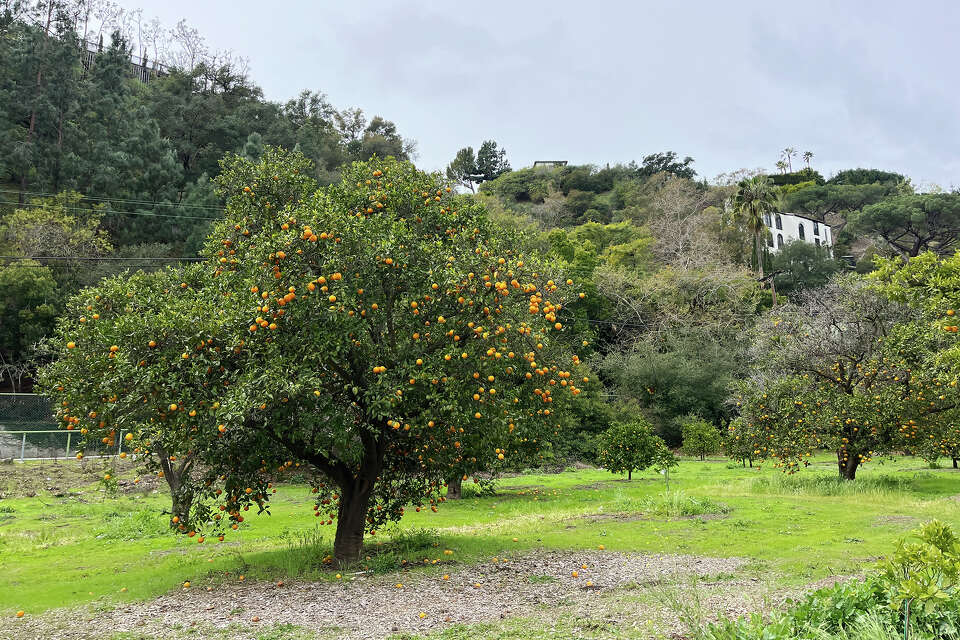 In LA's wealthiest ZIP code, a historic orange grove feeds the city