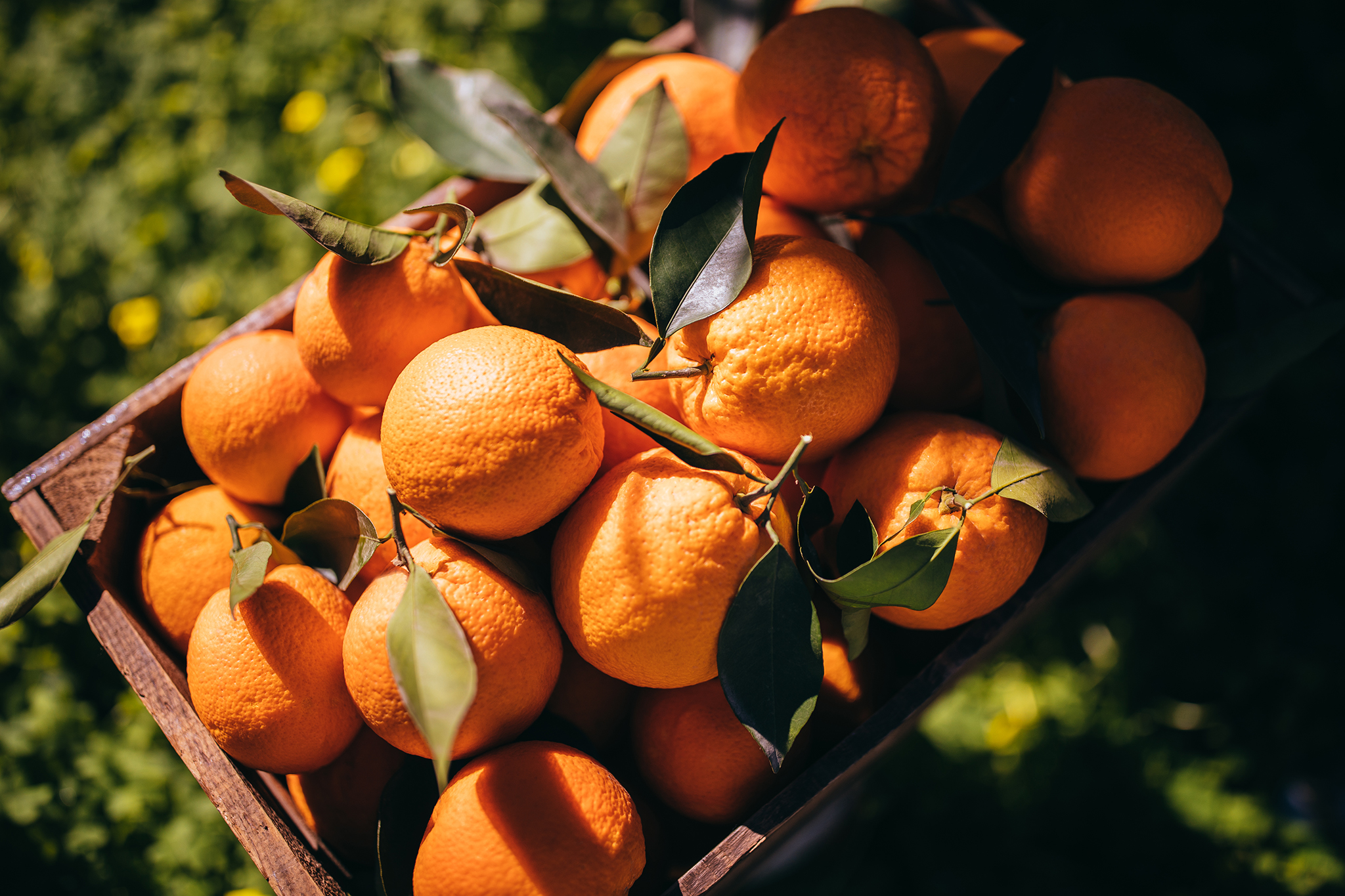 In LA's wealthiest ZIP code, a historic orange grove feeds the city