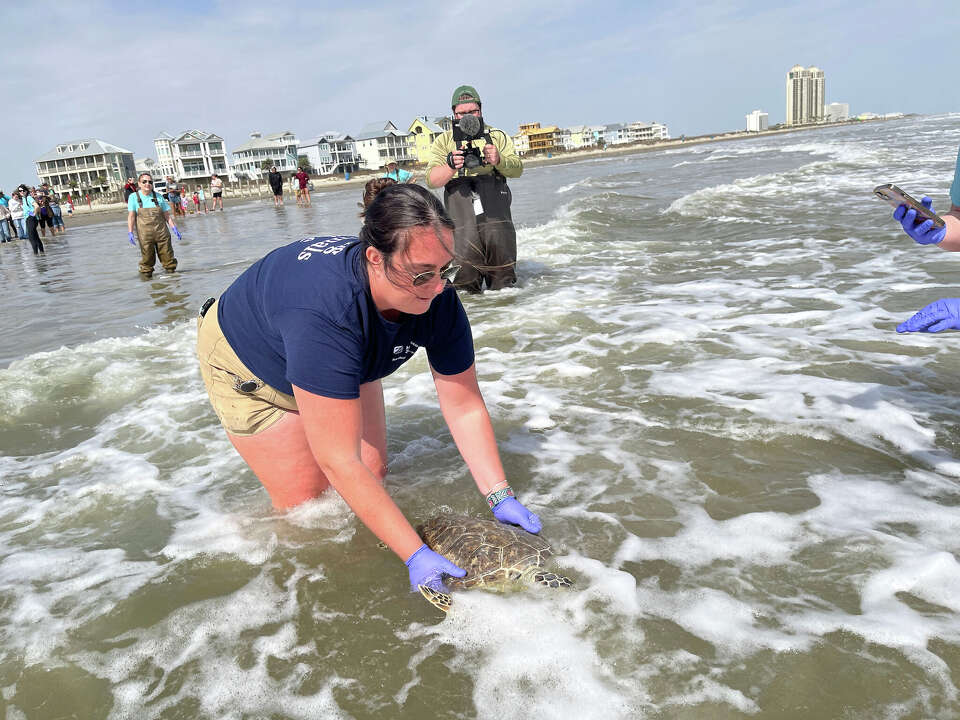 Houston Zoo returns sea turtles home to Gulf after cold stun