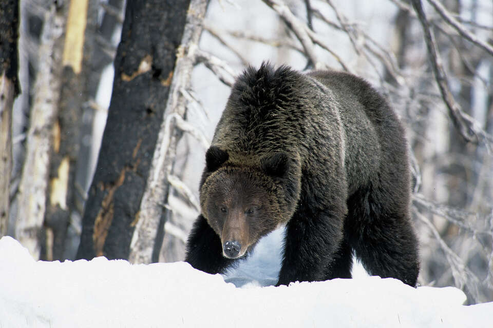 The first bear of the year just woke up in Yellowstone