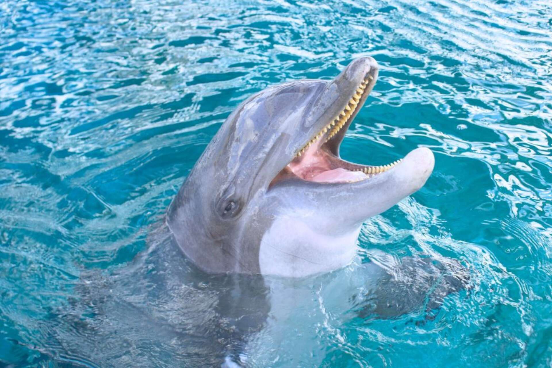 SeaWorld mourns death of oldest dolphin in captivity at 63