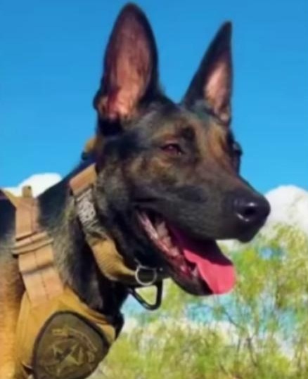 Texas DPS K-9 tracks down DWI suspect after hit-and-run crash