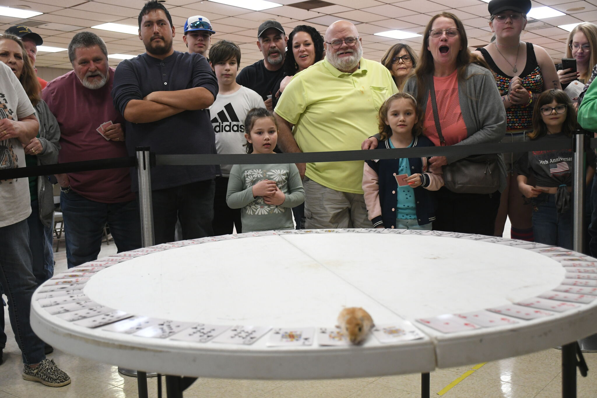 Virden's mouse races feature gerbils in thrilling competition