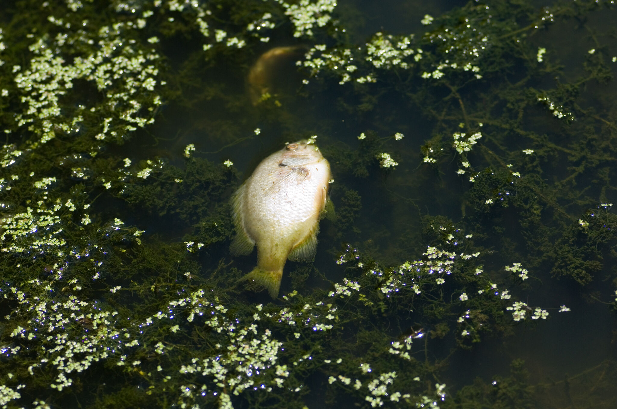 Harsh Michigan winter causes rise in fish and aquatic deaths