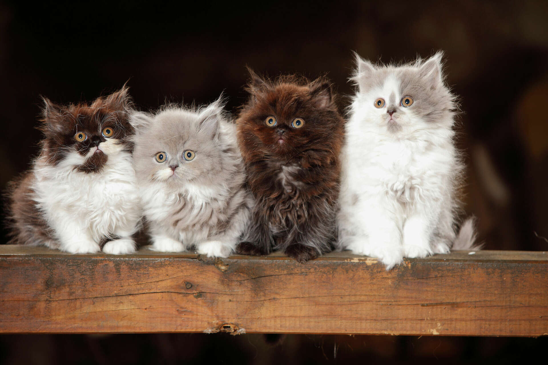 Kids using litter boxes? Abbott's voucher push gets even more absurd.