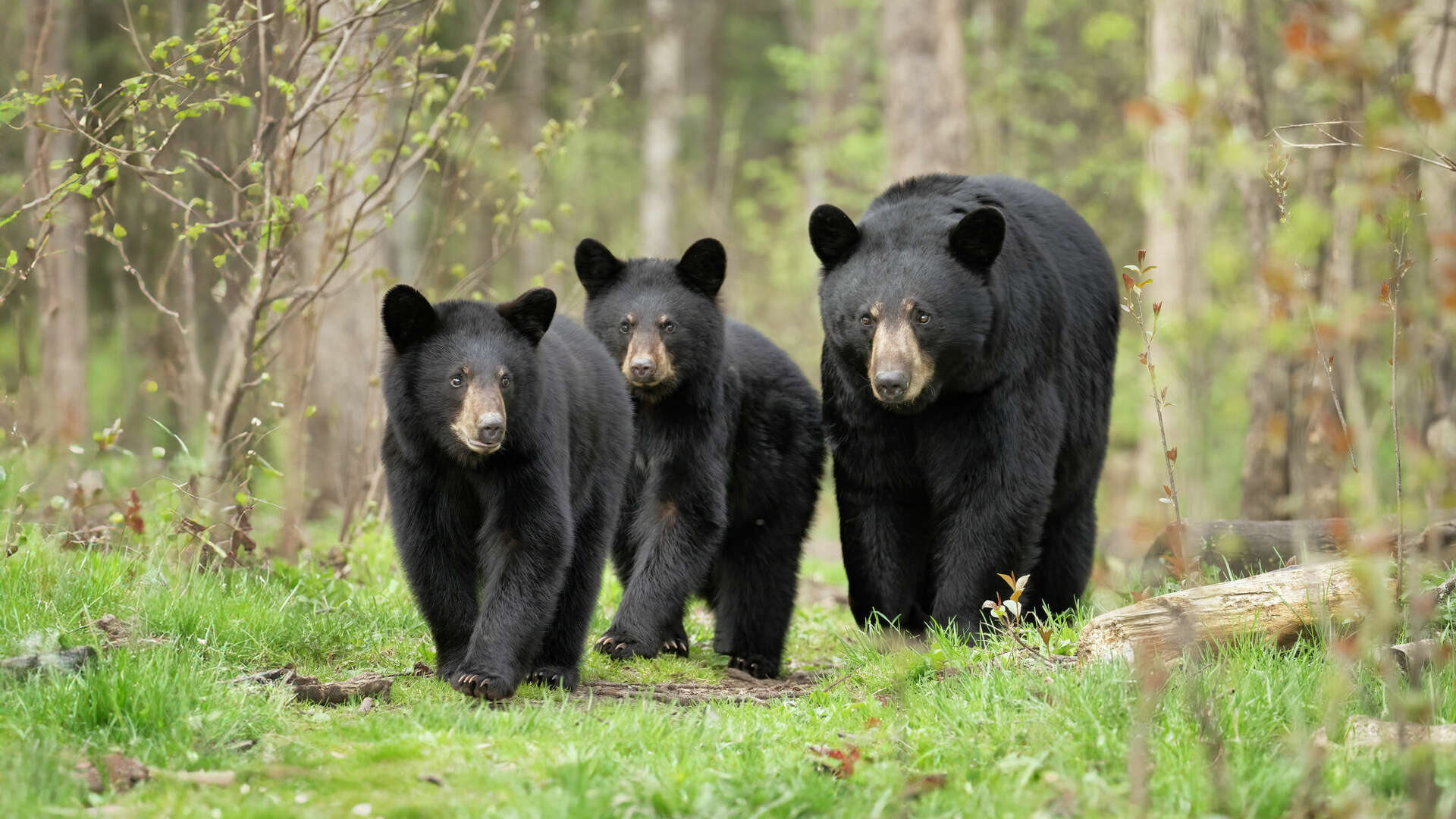 CT bear sightings and conflicts increased in 2024, according to DEEP