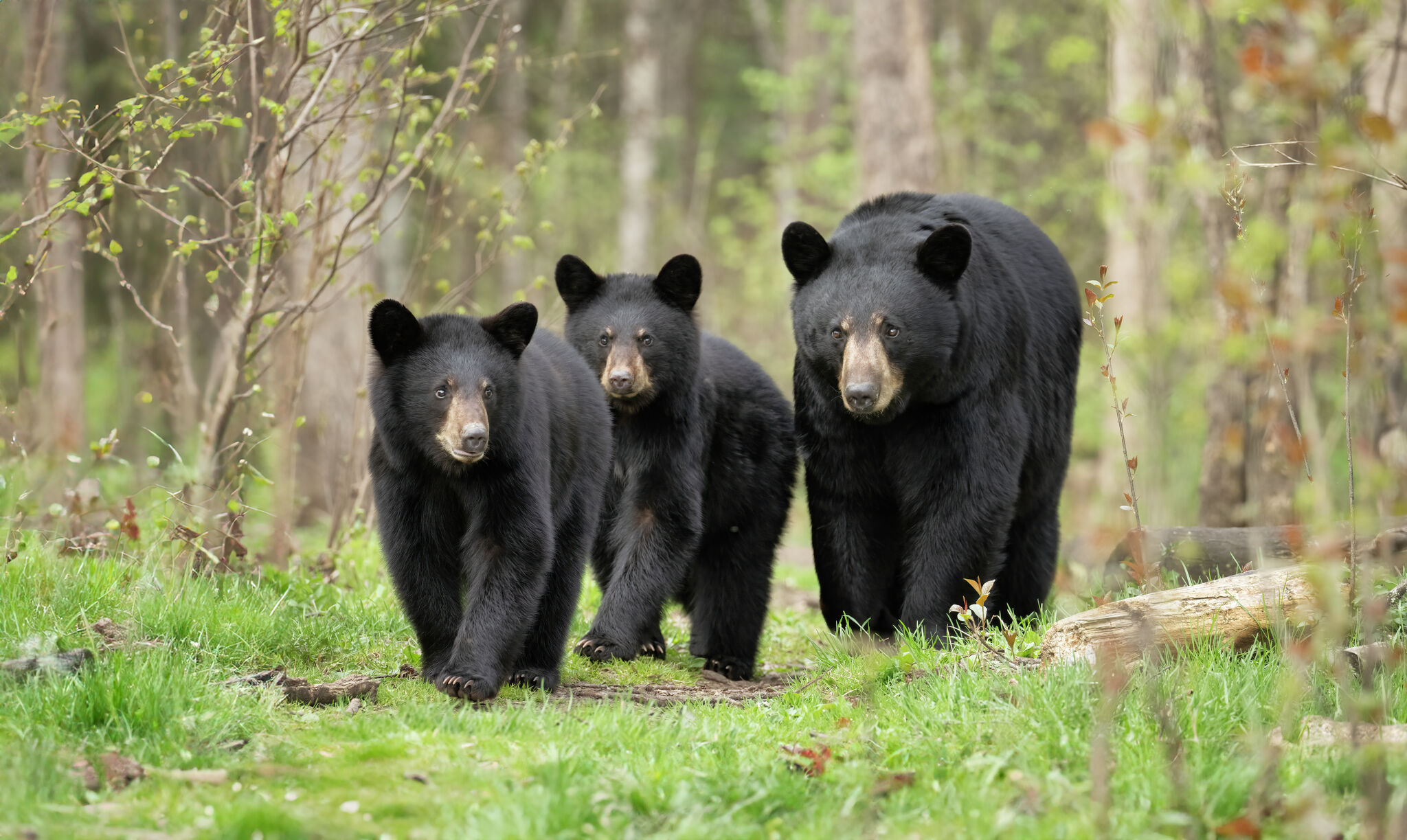 This CT town has had the most reported bear sightings in the state