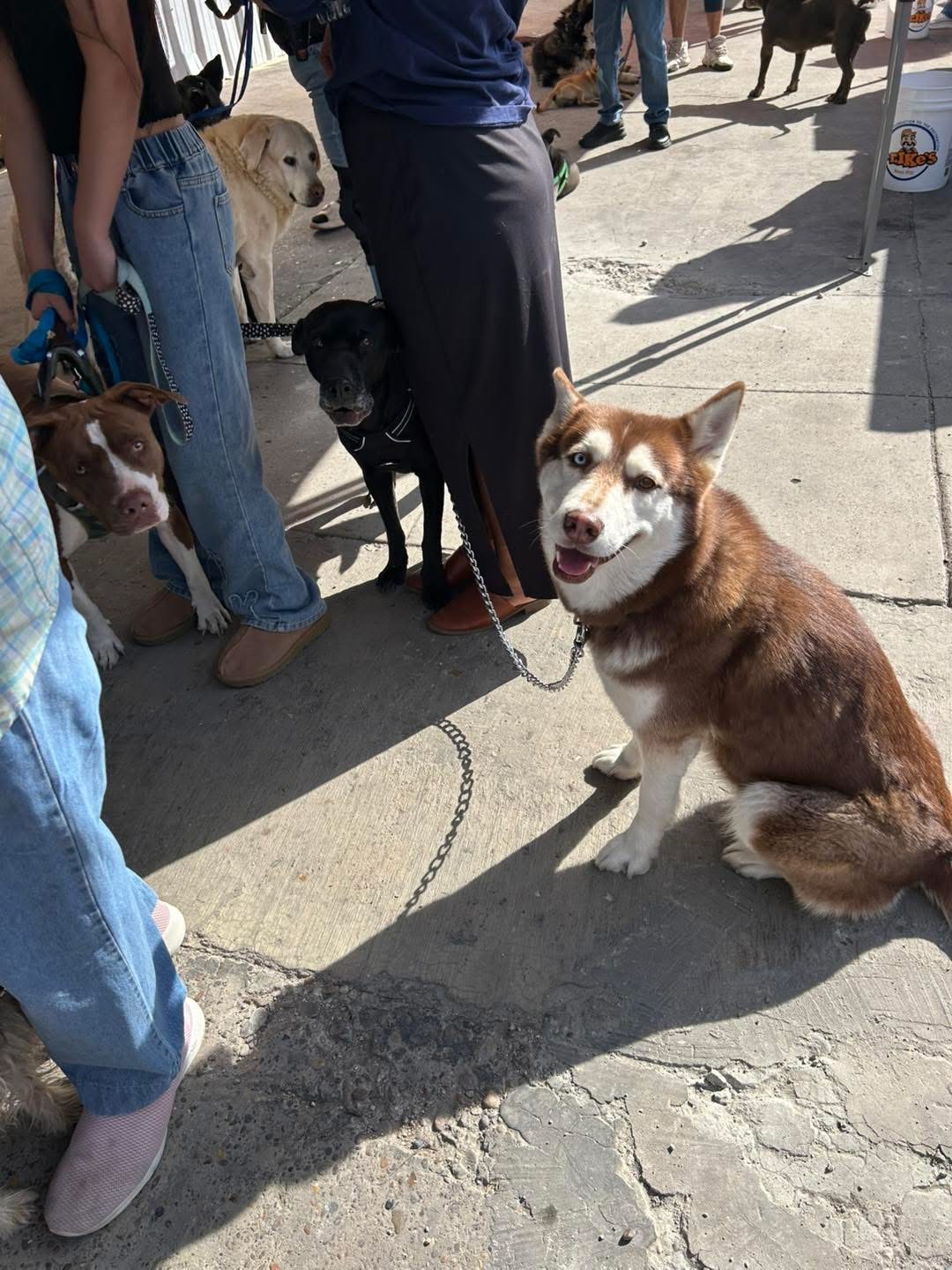 District VI pet owners can access free dog vaccines this weekend