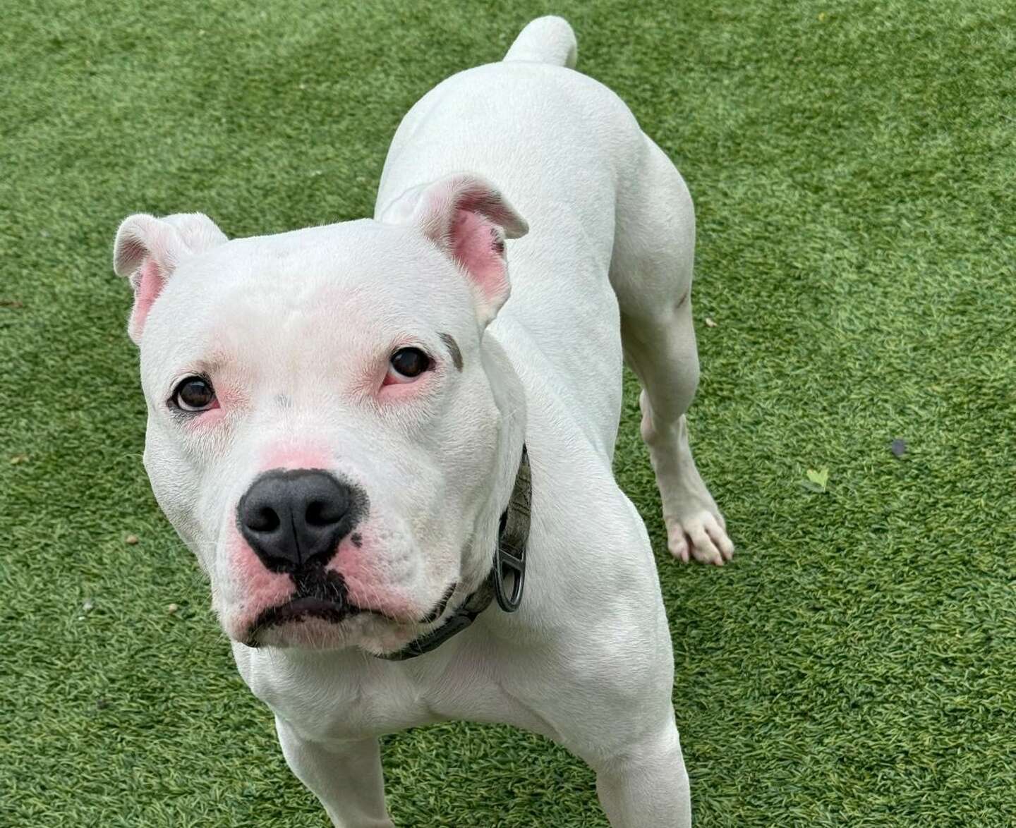 Winsted woman charged with animal cruelty, 24 dogs seized, police say