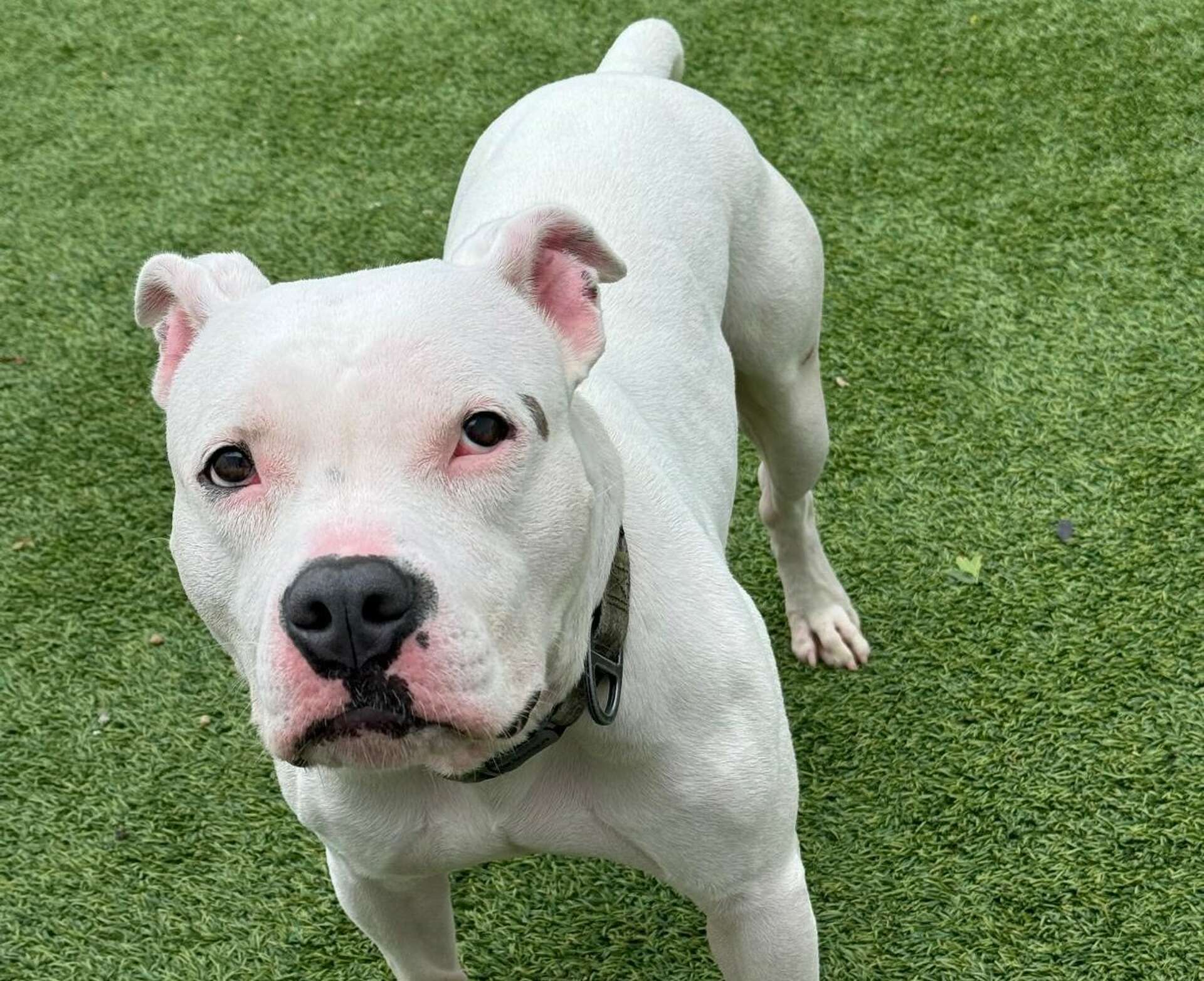 Dogs seized from Winsted home receiving care as bills mount: Official