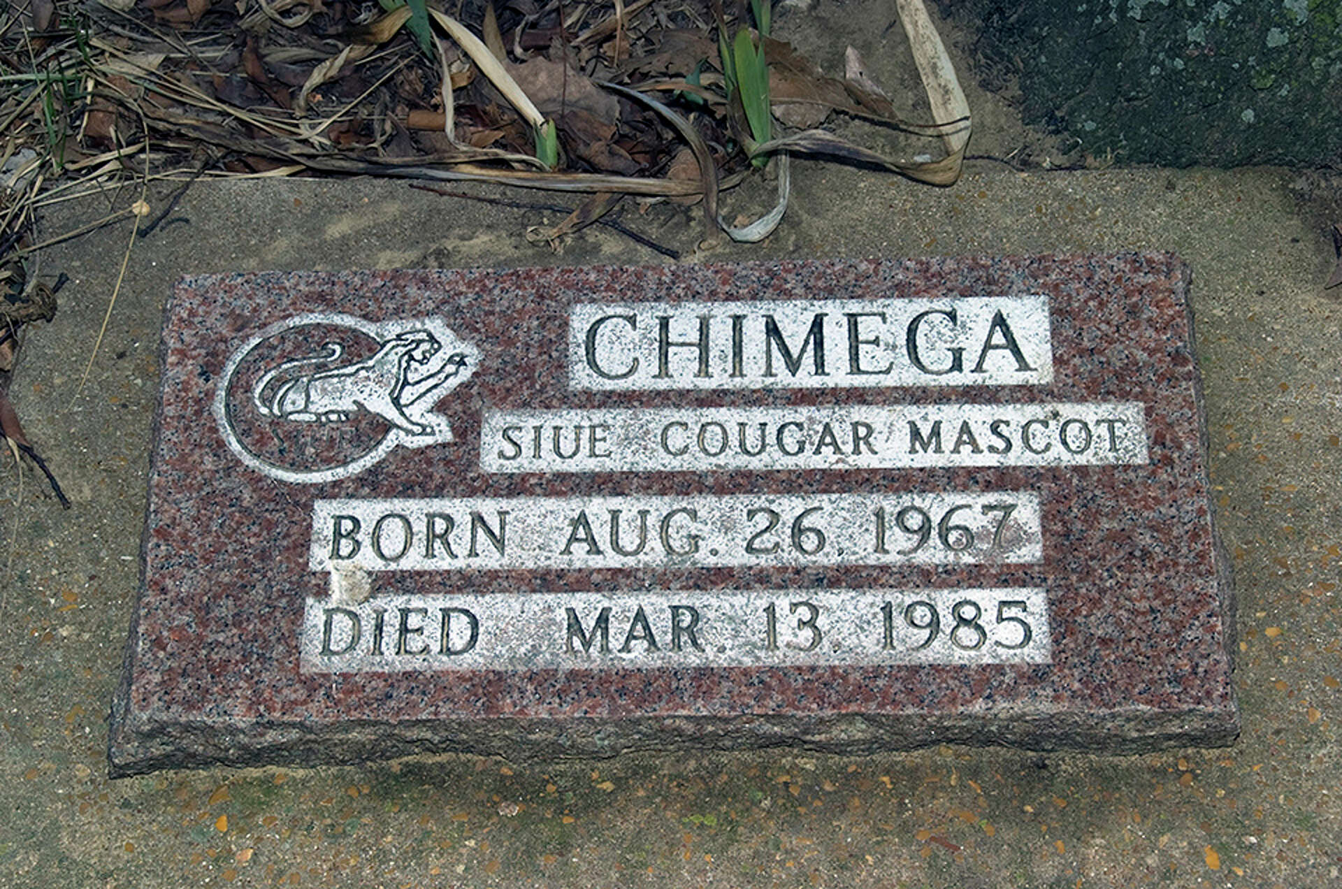 Chimega the cougar: SIUE's historic link to Houston