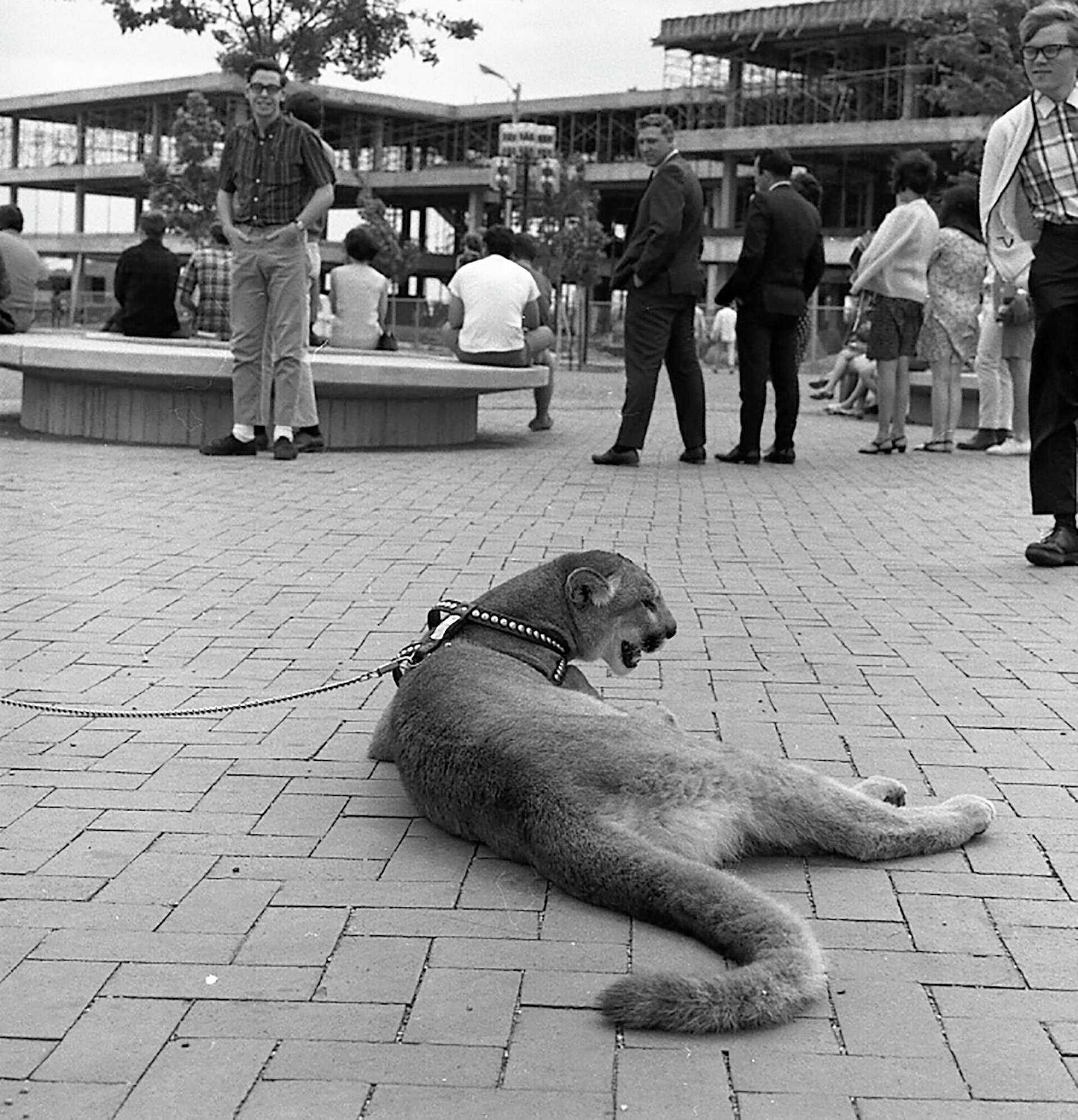 Chimega the cougar: SIUE's historic link to Houston