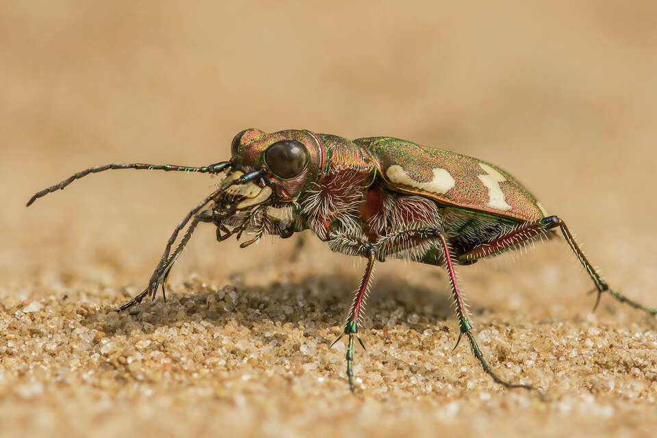 How beetles live in Yellowstone National Park's hot springs