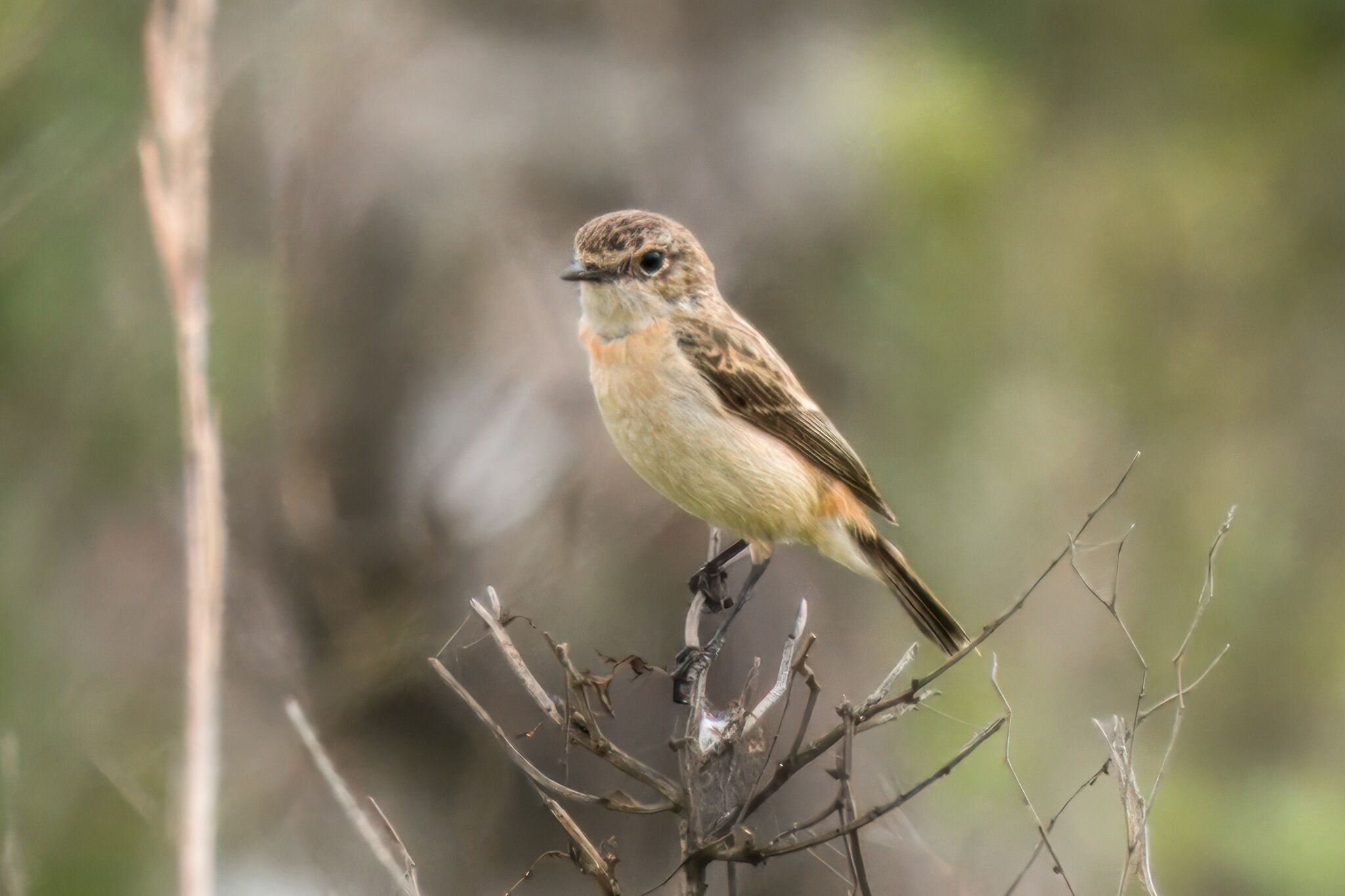 People are competing to see this rare bird in Texas