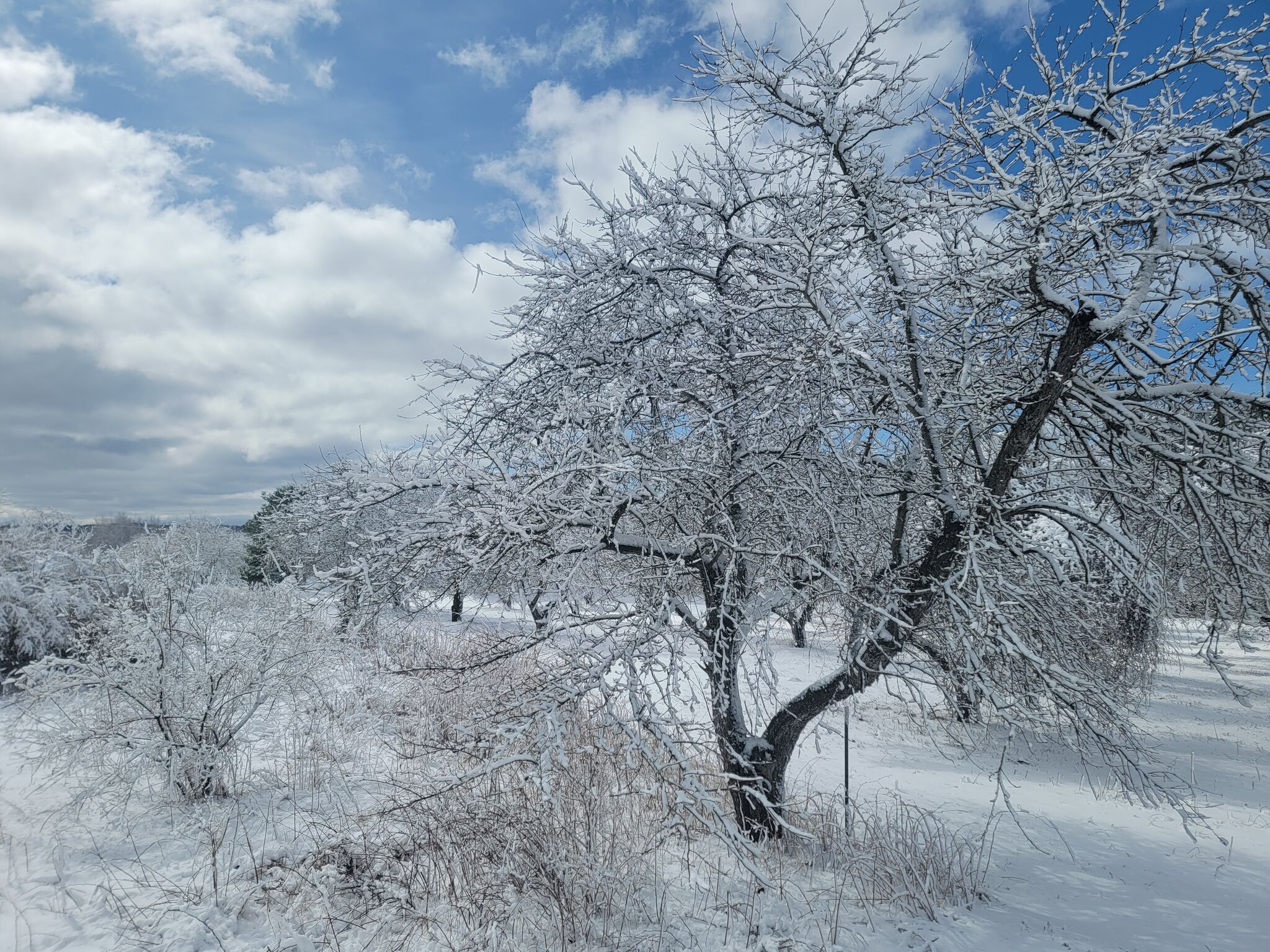 Northern Michigan's beauty comes through after spring snowstorm