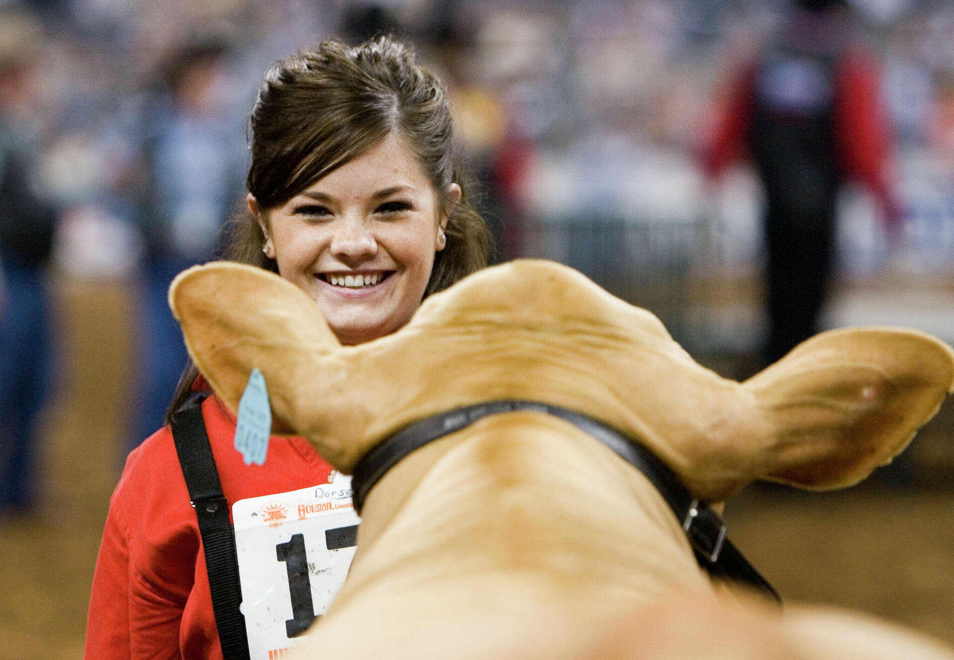 Photos: See previous Grand Champion Steers from the Houston Livestock
