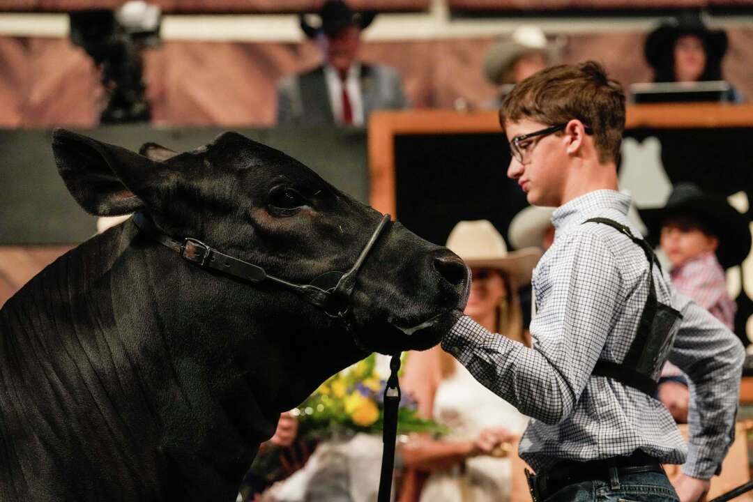 Houston Rodeo steer auction: $690K Reserve Grand Champion sets record