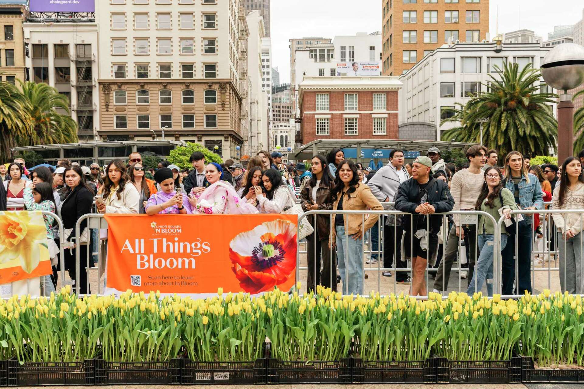 Tulip giveaway, SF’s rite of spring, draws thousands to Union Square