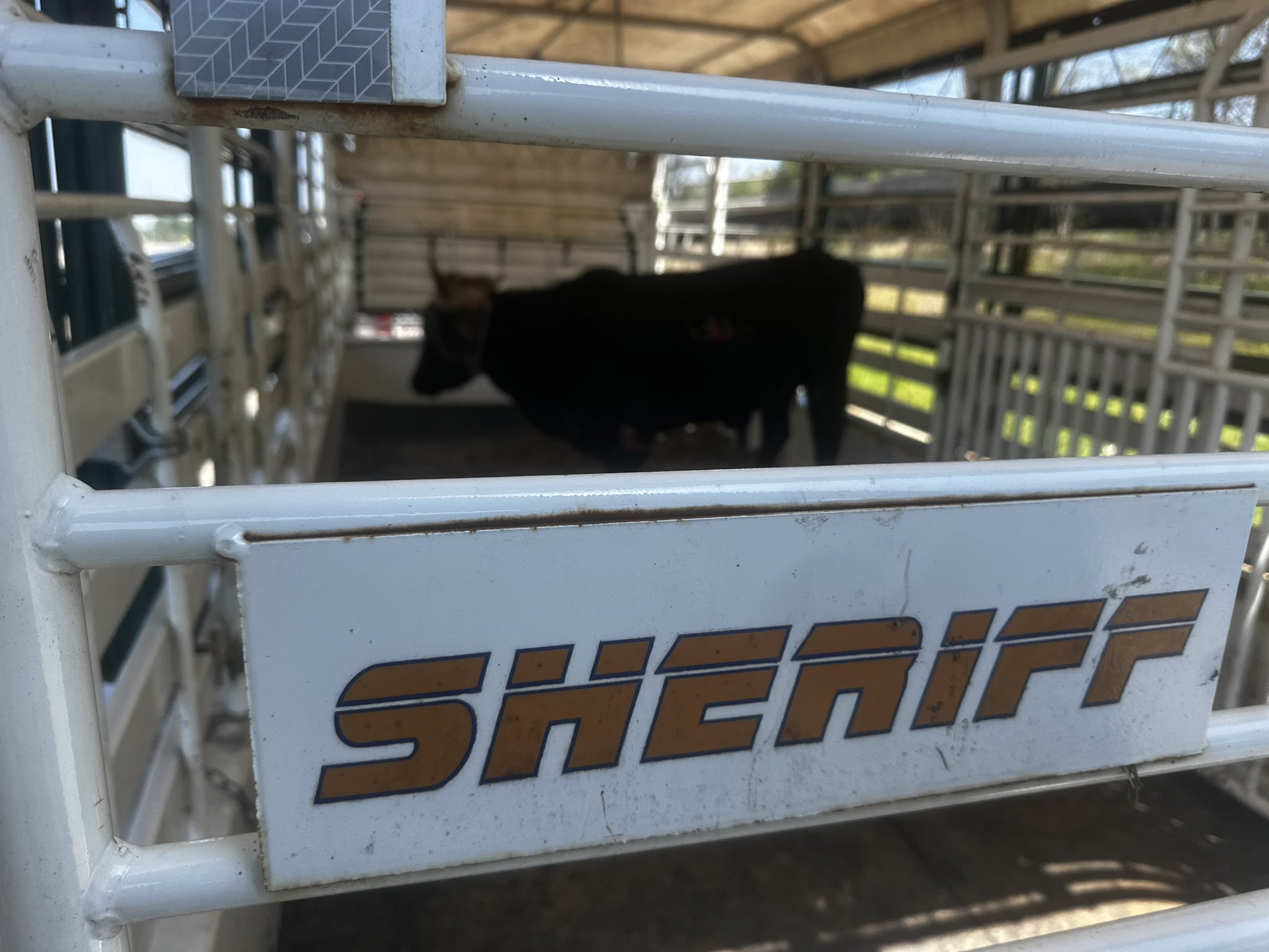 Cattle from Houston rodeo escape trailer on I-45 in Spring, now caught