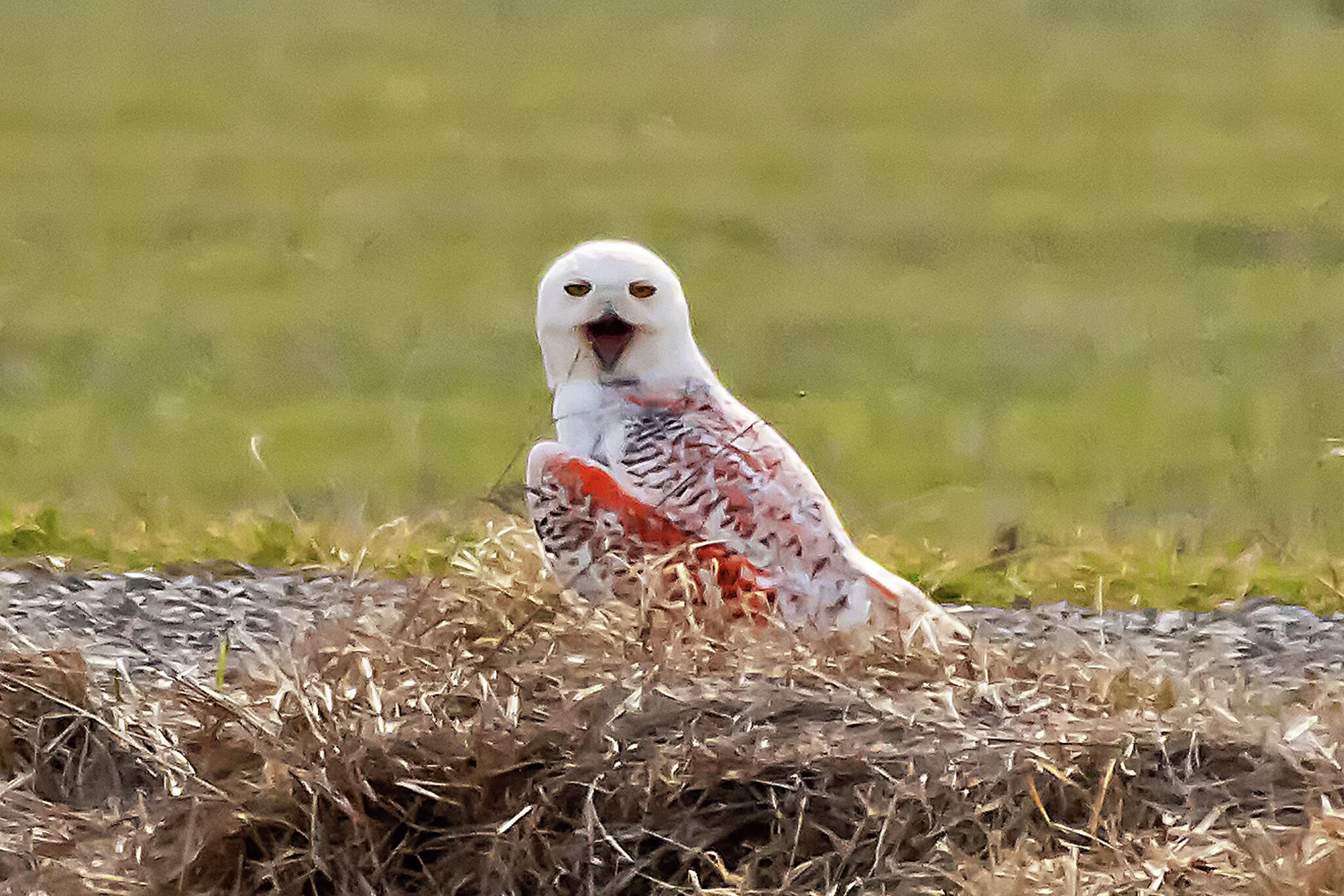 Huron County's rare reddish snowy owl continues to captivate