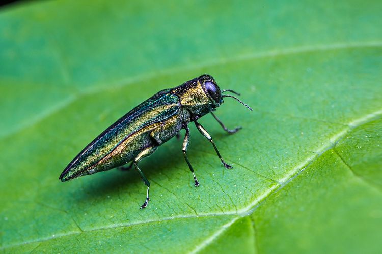 New research offers hope in the war against the emerald ash borer