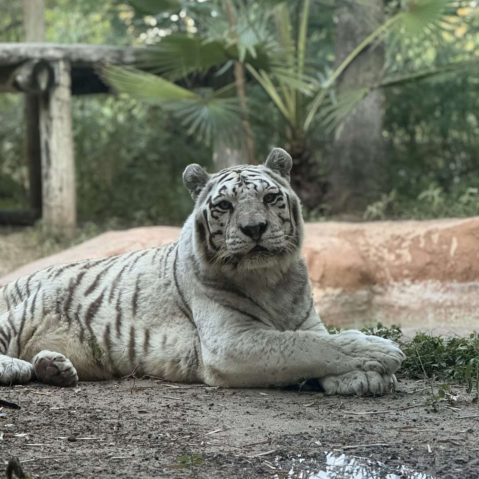 South Texas zoo's rare 17-year-old white tiger has died