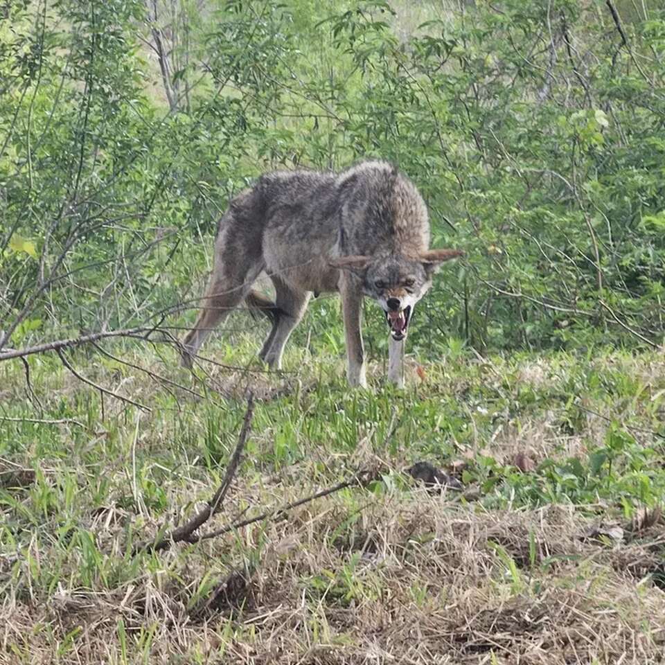 It's coyote season in Houston. Here's what to do if you see one.