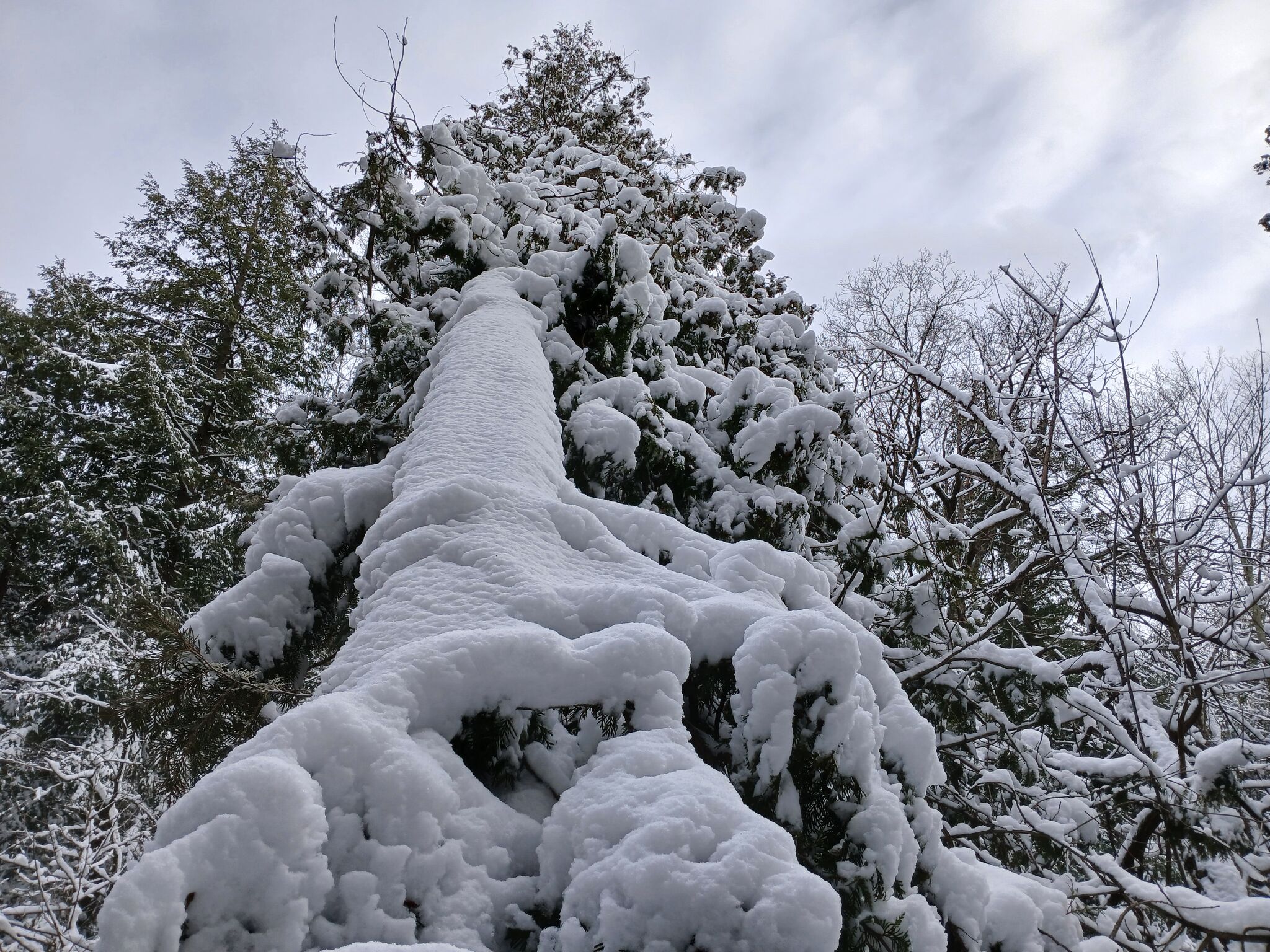 Conservation club's trails covered in several inches of fresh snow