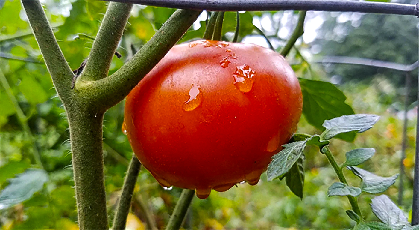 Expert tips for managing tomato diseases in Illinois