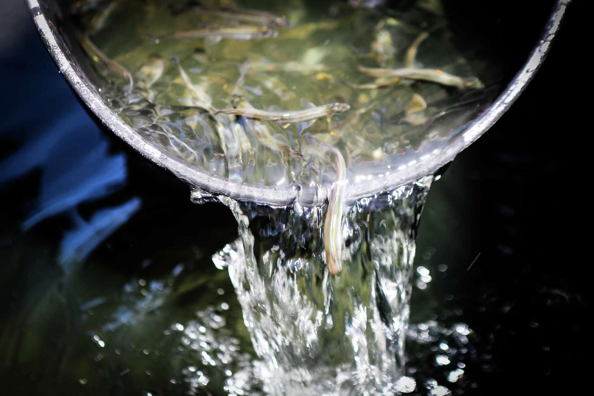 Federal government restores funds for fish that Trump loves to loathe