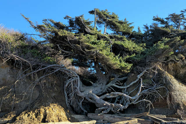 America's 'Tree of Life' is nearing the end of its life