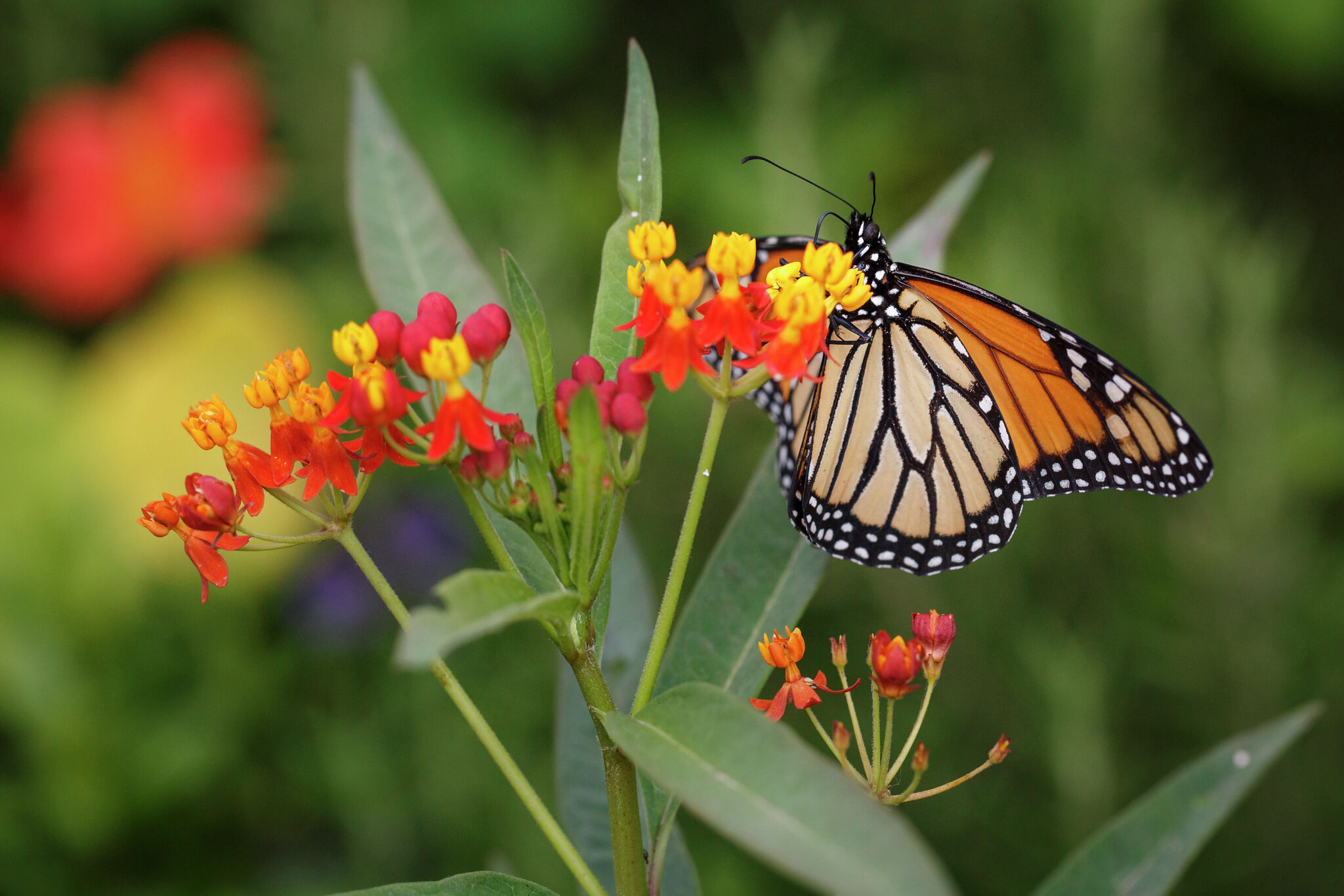 Support monarchs: Plant milkweed and nectar plants in San Antonio
